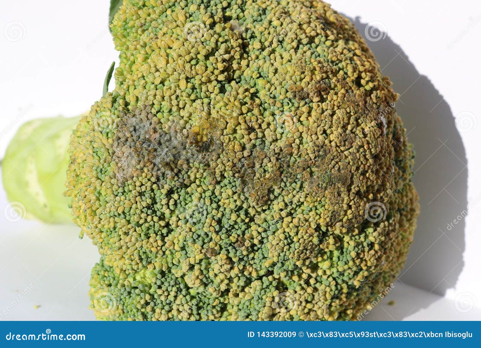 Old Rotten Broccoli on White. Stock Image - Image of damaged, broccoli ...