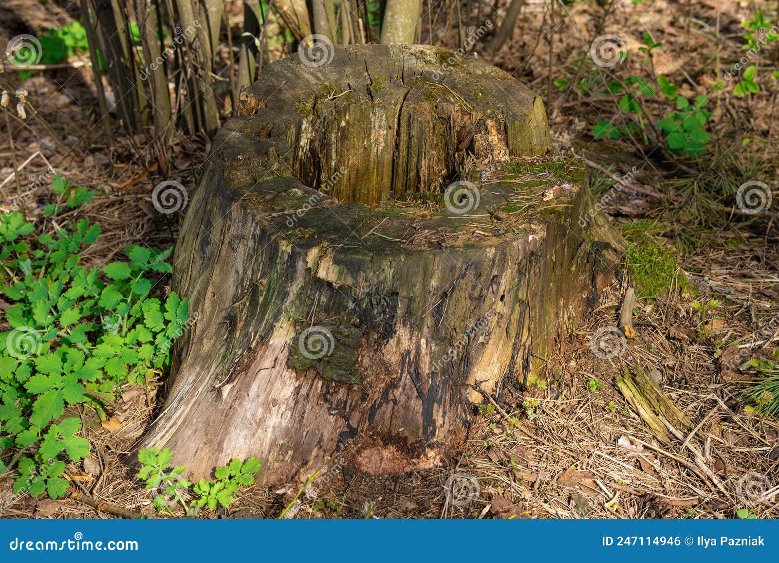 Old Rotten Coniferous Stump with a Hole Inside Stock Photo - Image of ...