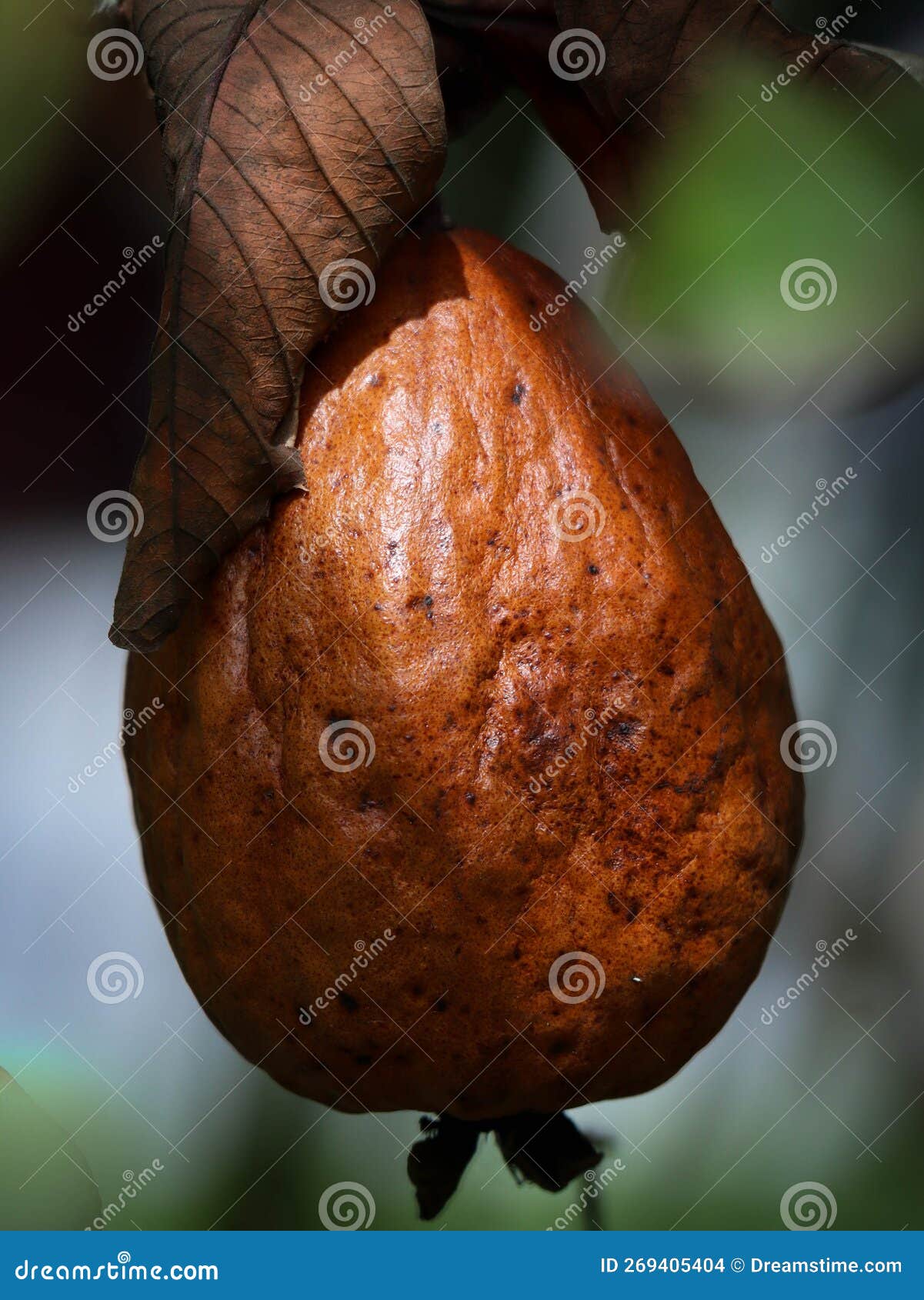 Portrait of a Rotten Guava Fruit Stock Photo - Image of rotten, fall ...