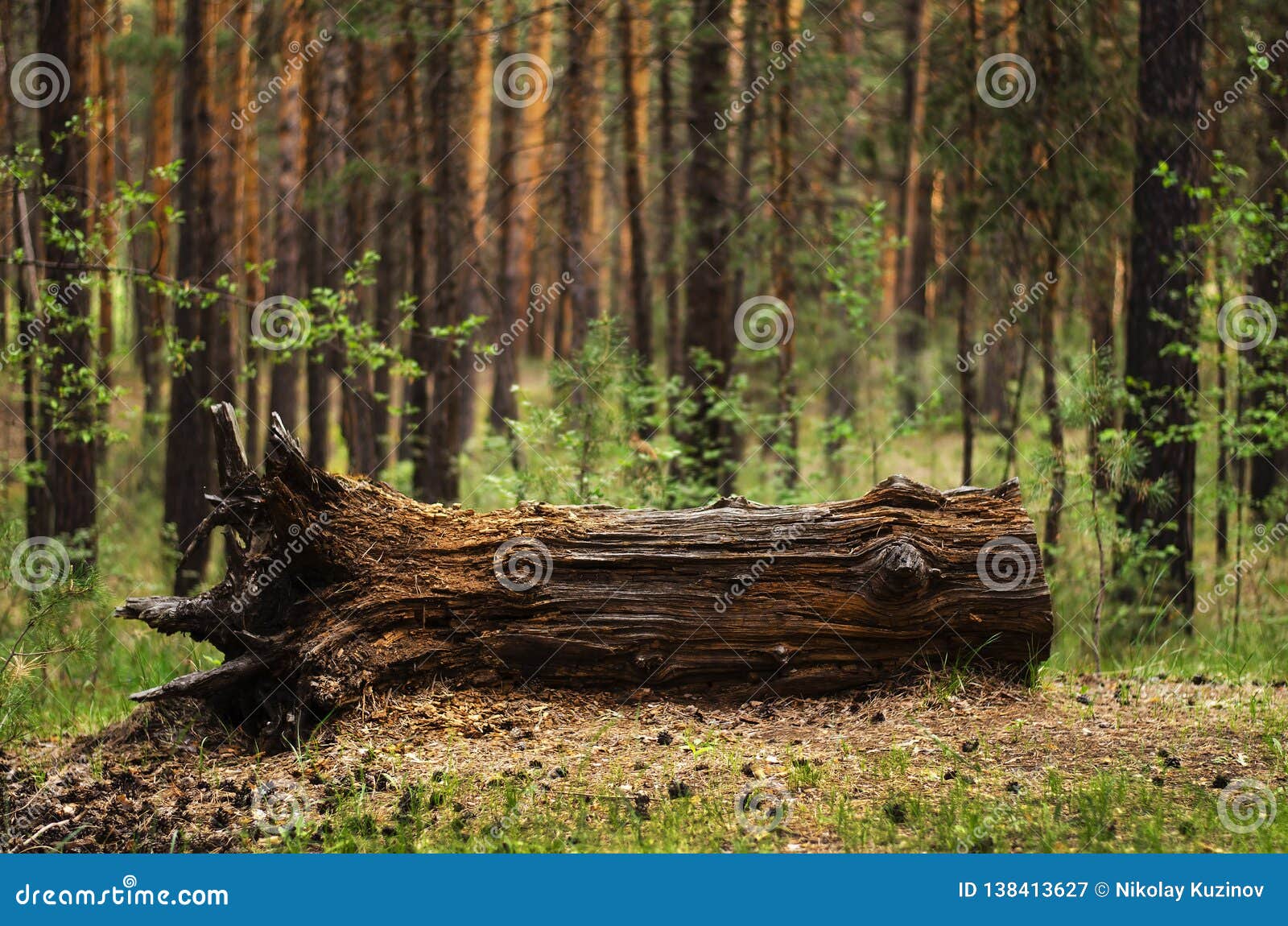 Old rotten log stock image. Image of trees, rotten, lonely - 138413627