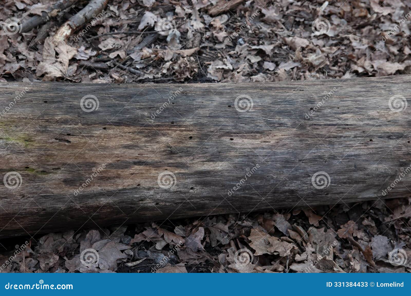Old Rotten Log on Fallen Autumn Leaves Stock Image - Image of brown ...