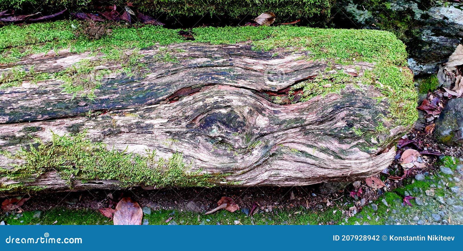 Old Rotten Log on the Ground Stock Photo - Image of nature, voyage ...