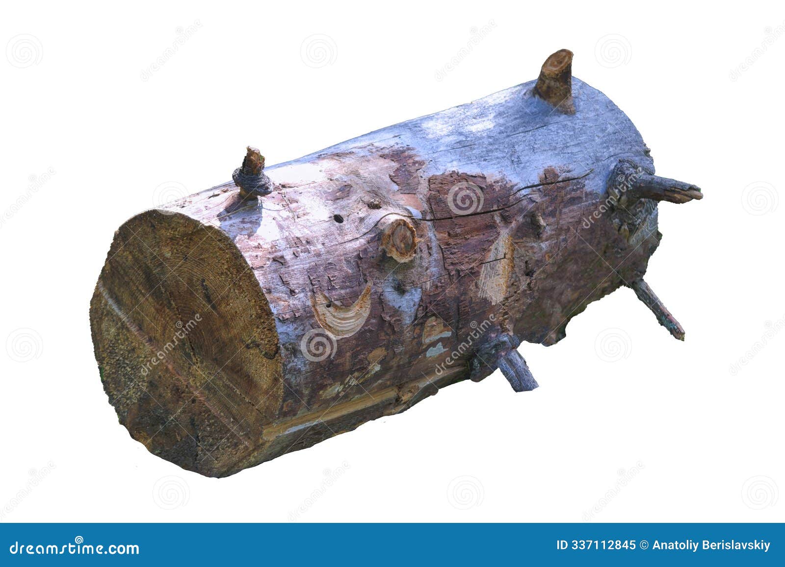 Old Rotten Log Isolate on a White Background. Stock Image - Image of ...