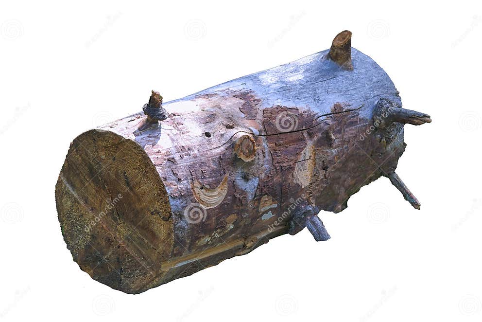 Old Rotten Log Isolate on a White Background. Stock Image - Image of ...