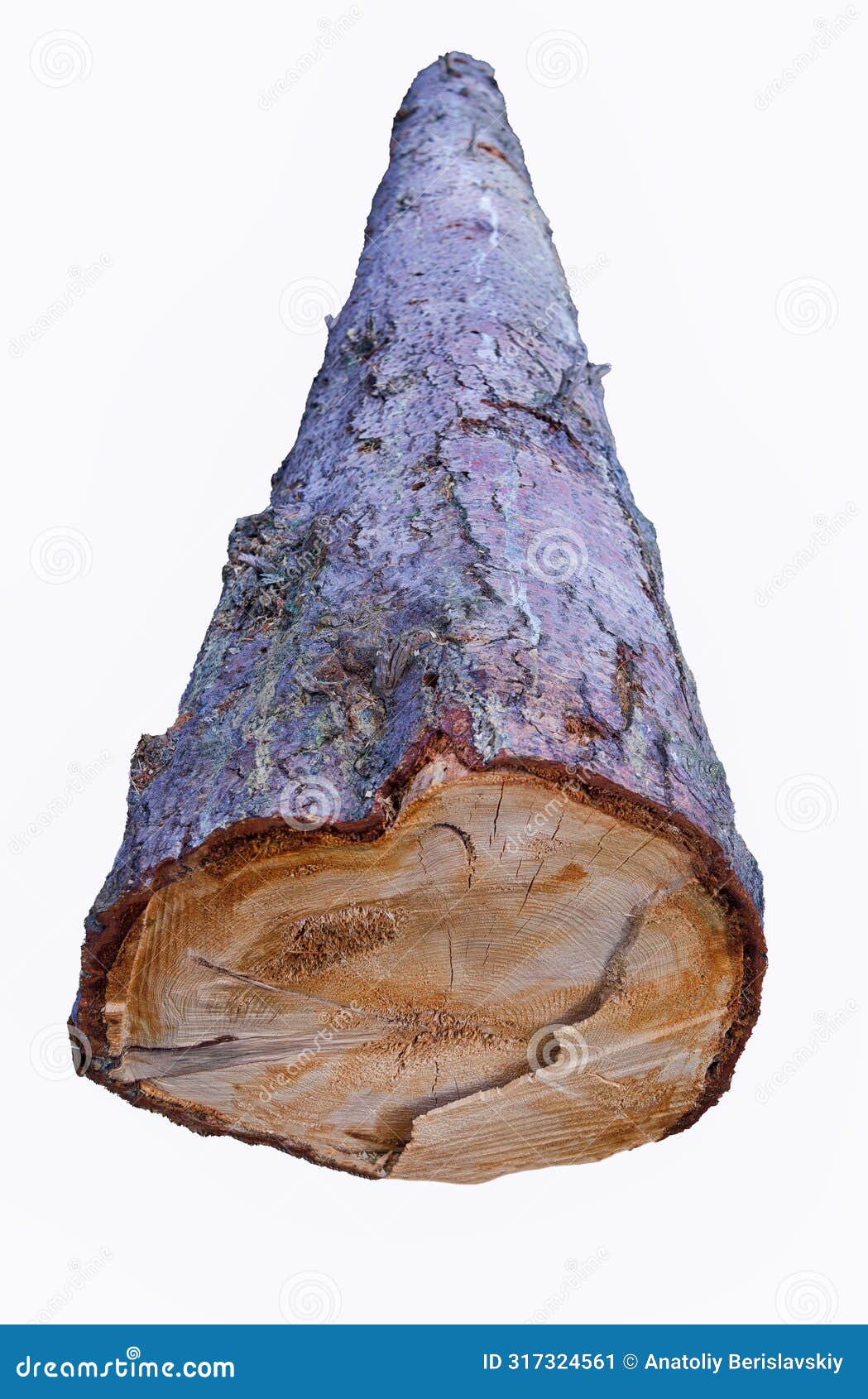 Old Rotten Log Isolate on a White Background. Stock Image - Image of ...