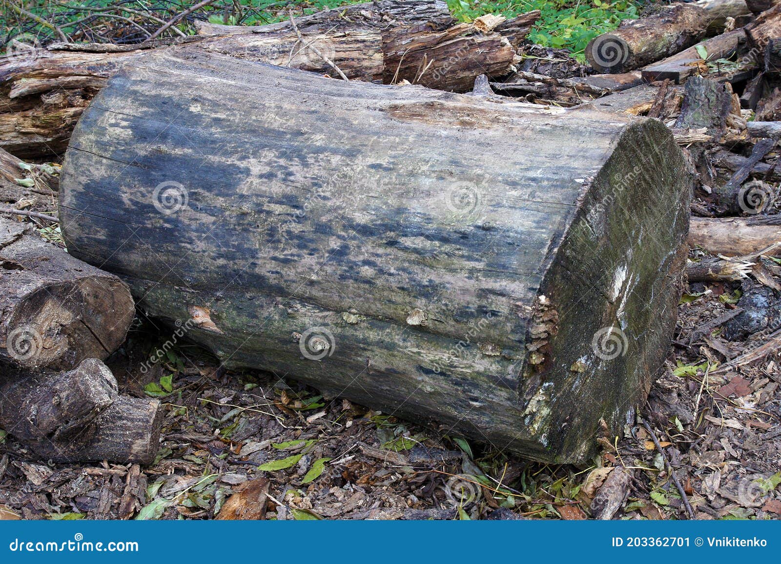Old rotten logs stock image. Image of nature, plant - 203362701