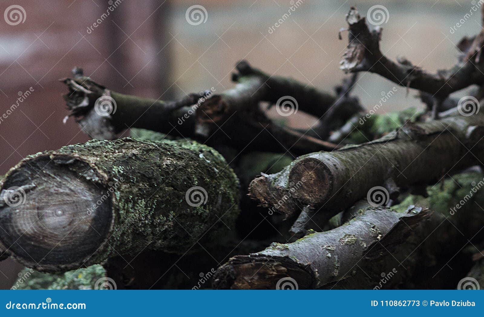 Old Rotten Logs and Branches Stock Image - Image of time, tree: 110862773