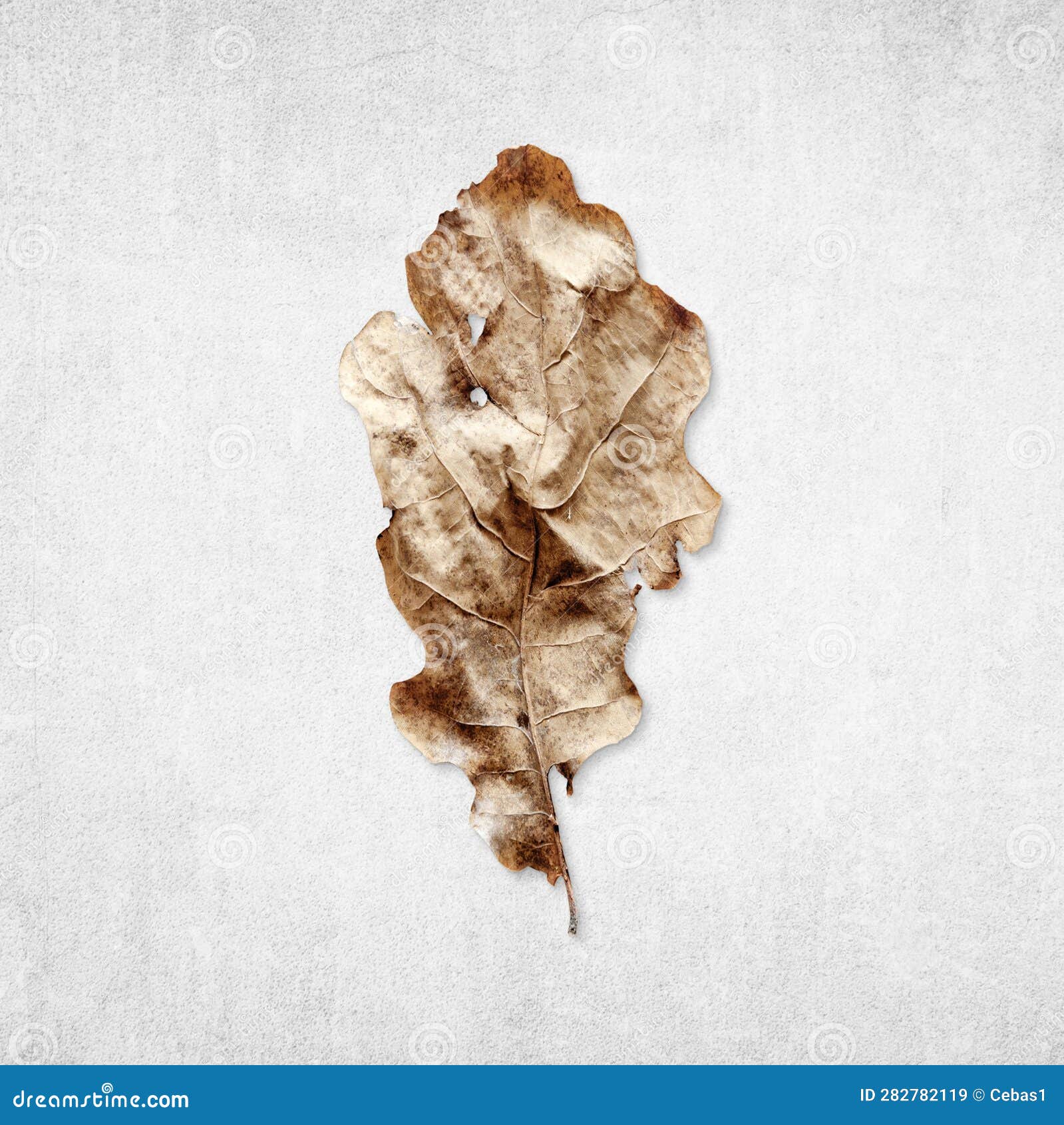 Old Rotten Oak Leaf Isolated on Distressed Concrete Background Stock ...