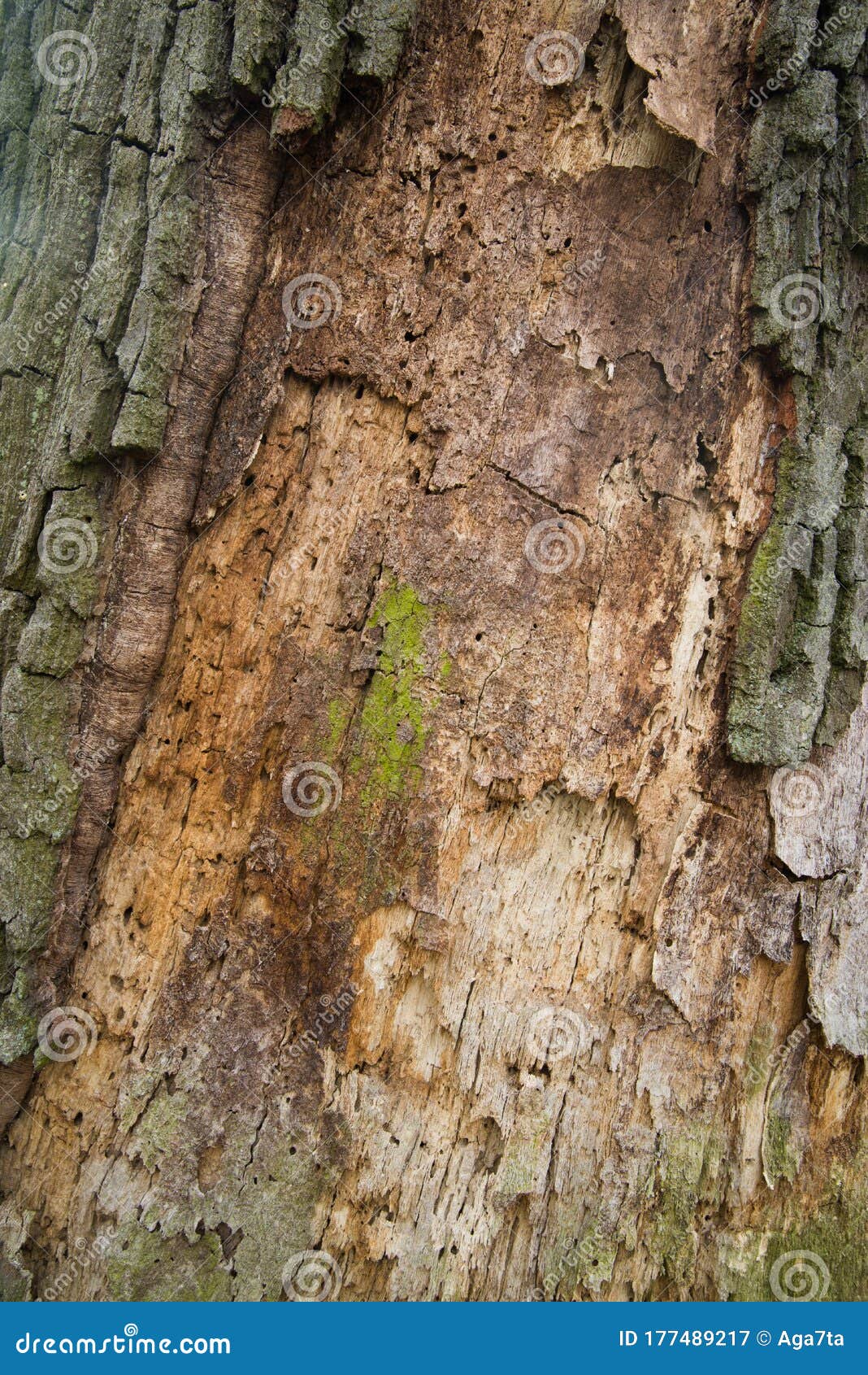 Old rotten oak tree trunk stock image. Image of dead - 177489217