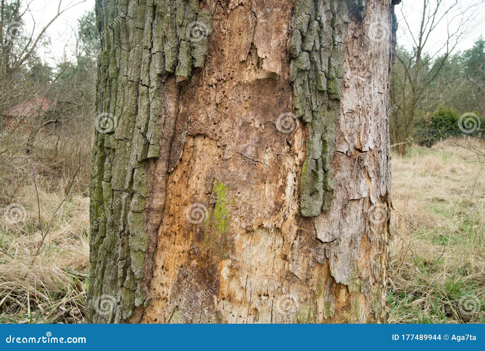 Old rotten oak tree trunk stock photo. Image of coniferous50 - 177489944
