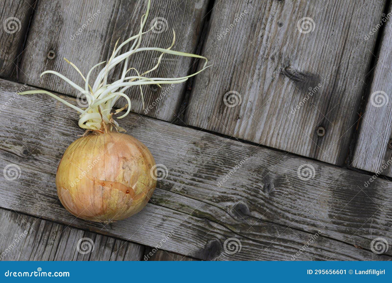 Rotten Onion Isolated On White Background.One Rotten Onion Isolated On ...