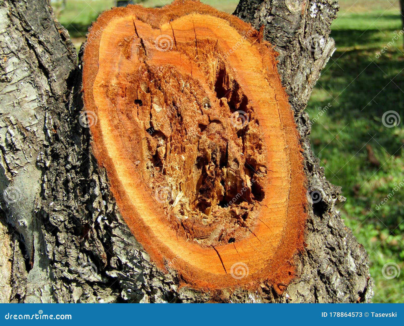 An old rotten plum tree stock image. Image of cutting - 178864573