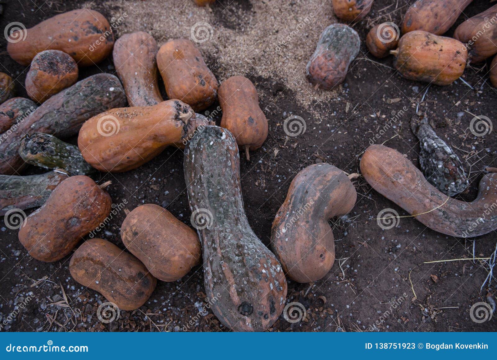 Old Rotten Pumpkin Lying on the Ground Stock Image - Image of vegetable ...