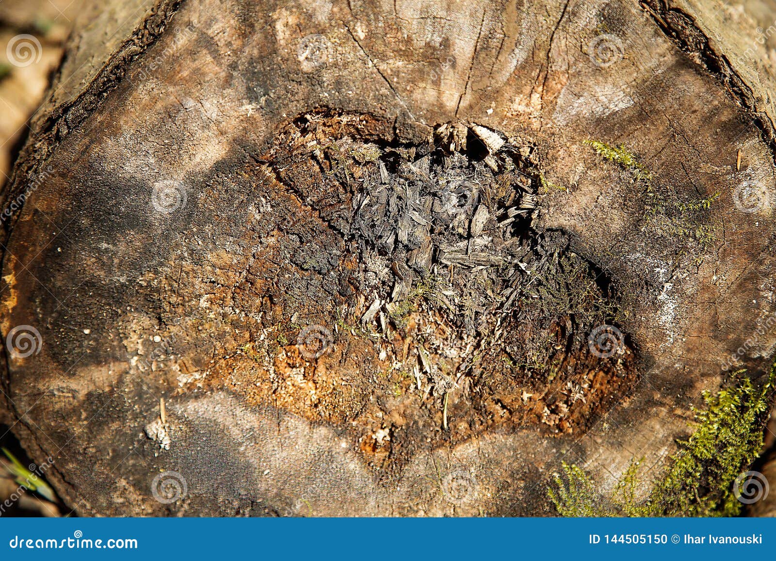 Old Rotten Slice of Old Fallen Forest Tree with Green Moss Stock Photo ...