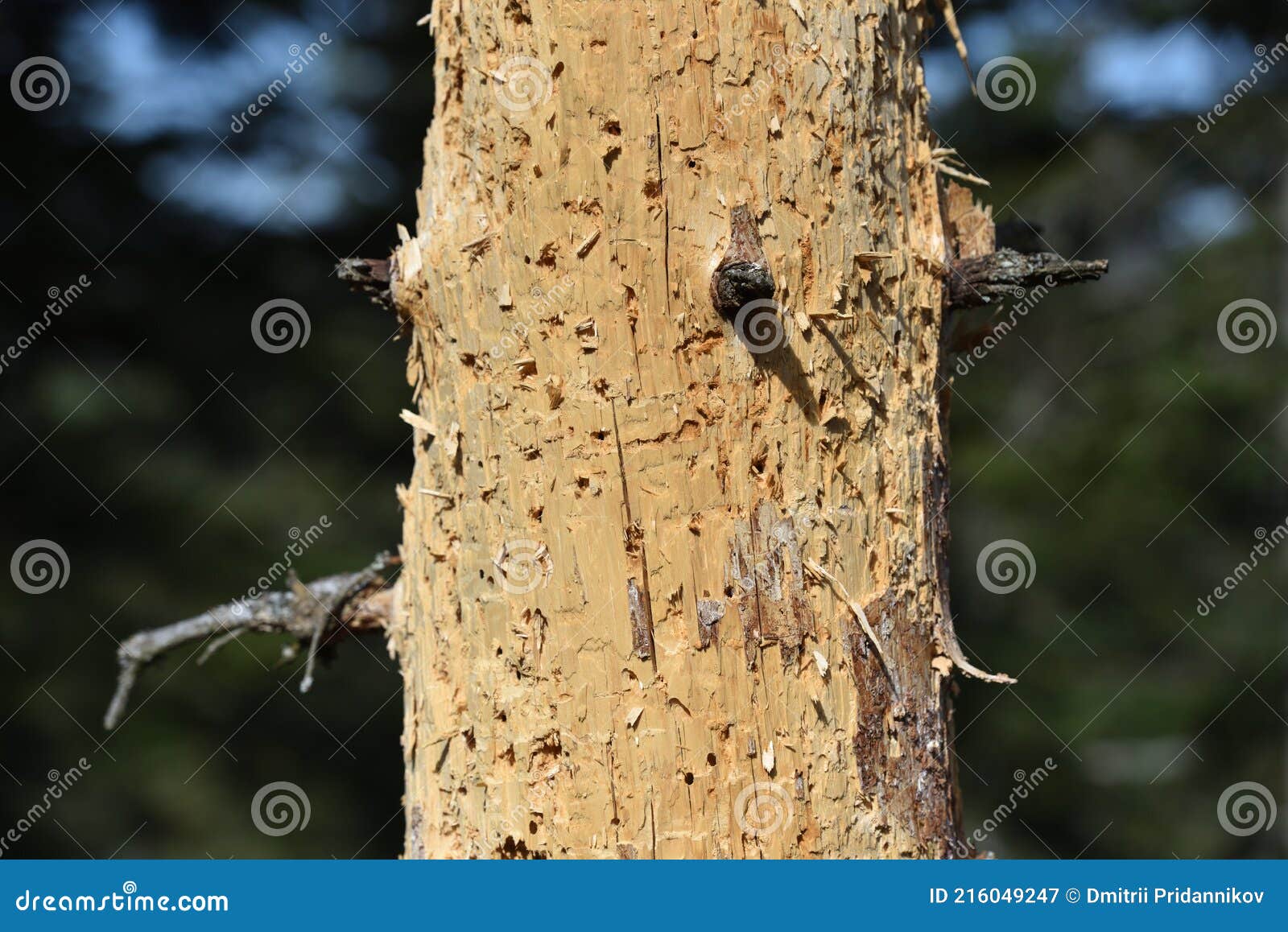 An Old Rotten Spruce Trunk, in Which Many Worms Lived and a Woodpecker ...