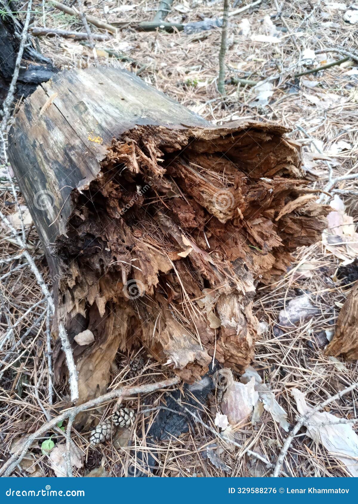Old Rotten Stump of a Broken Tree in the Forest Stock Photo - Image of ...