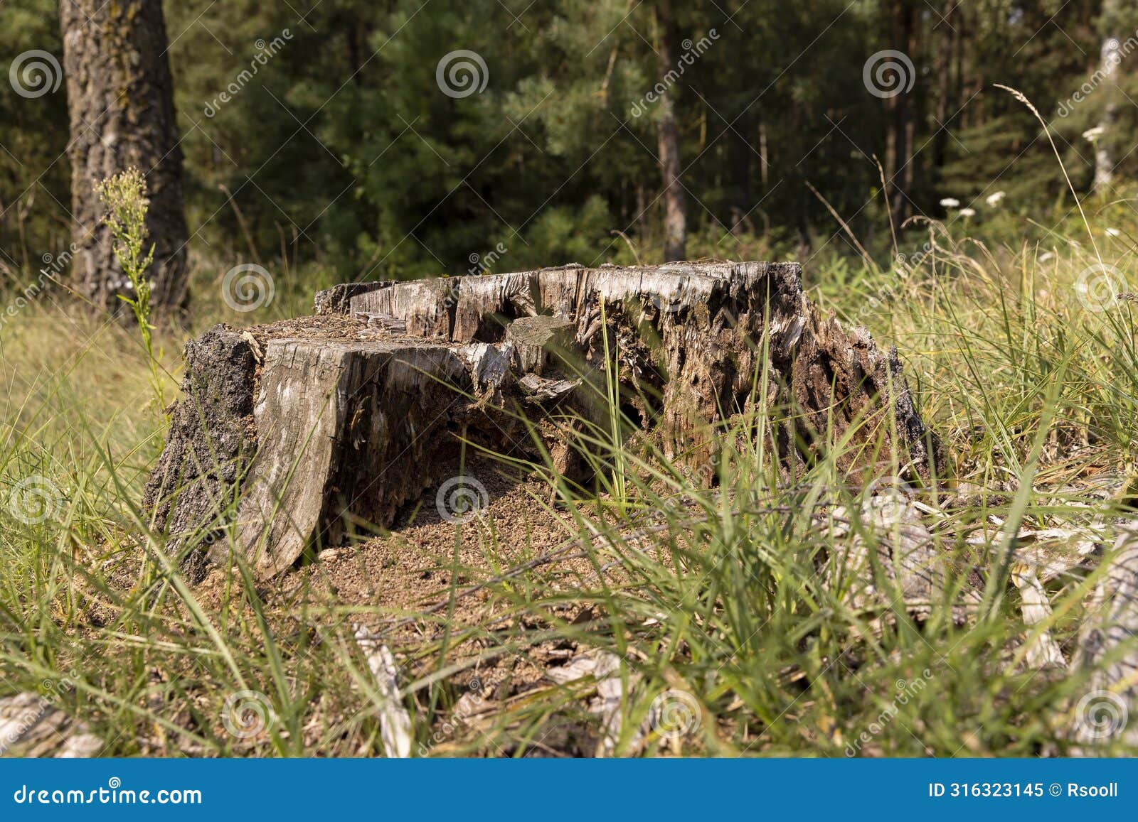 An Old Rotten Stump in the Forest after Deforestation Stock Image ...