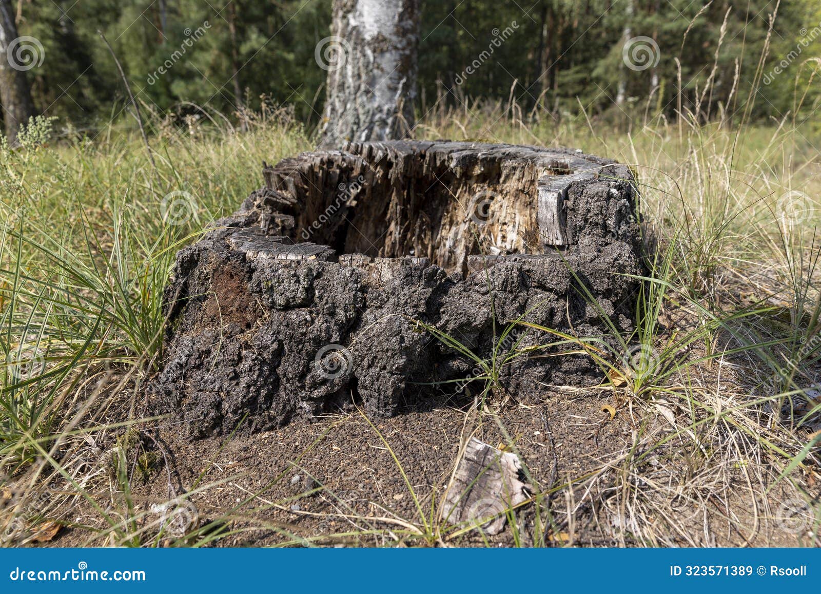 An Old Rotten Stump in the Forest after Deforestation Stock Image ...