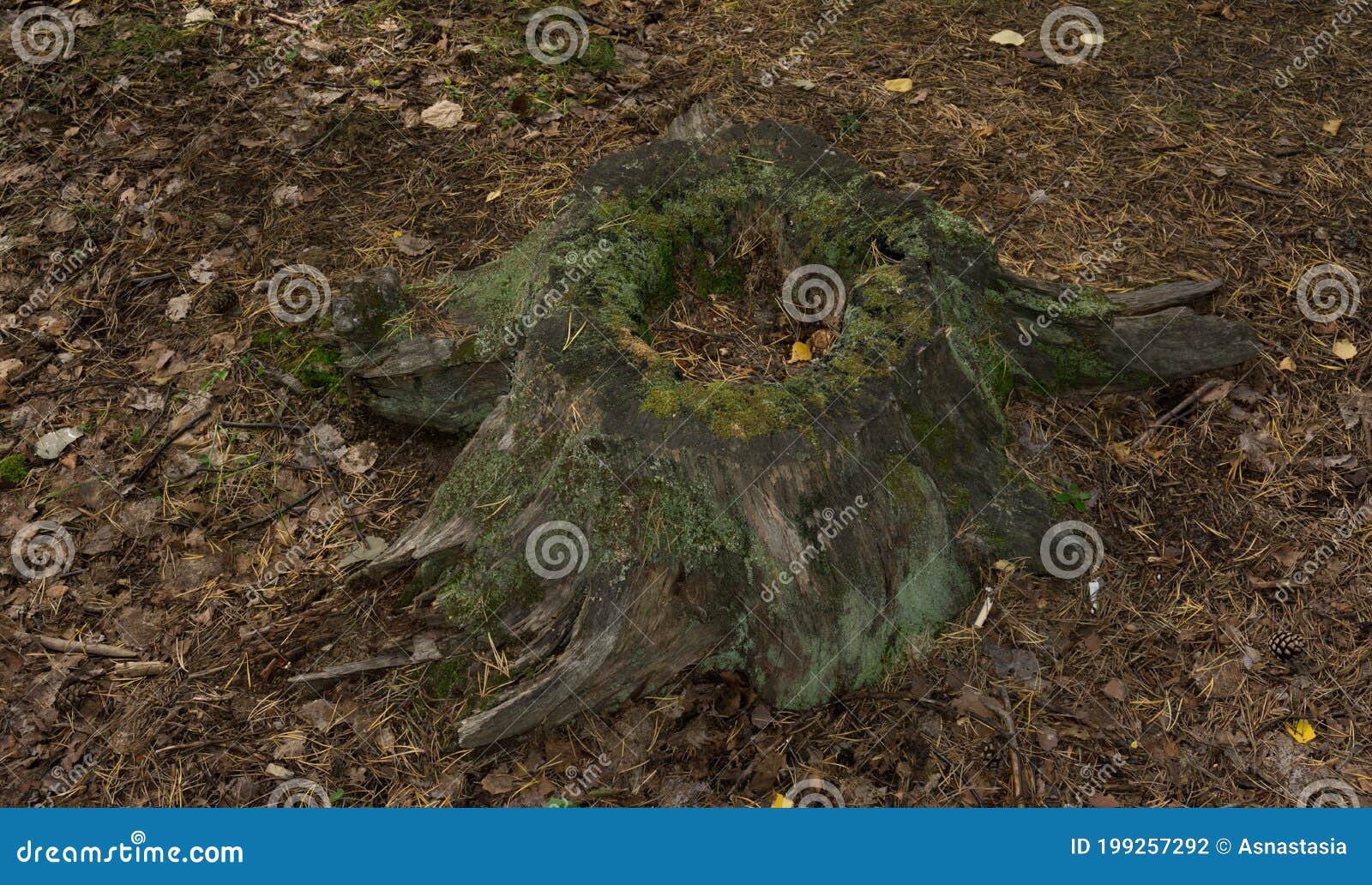 Old Rotten Stump in the Forest Overgrown with Moss Stock Photo - Image ...