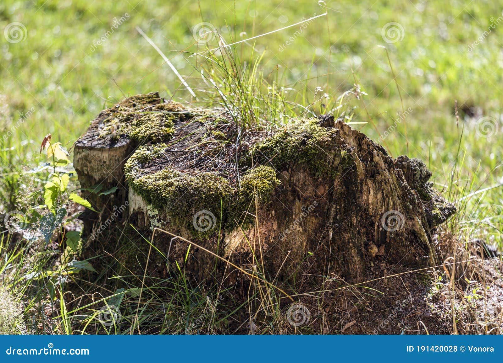 Old rotten stump stock photo. Image of stump, glade - 191420028
