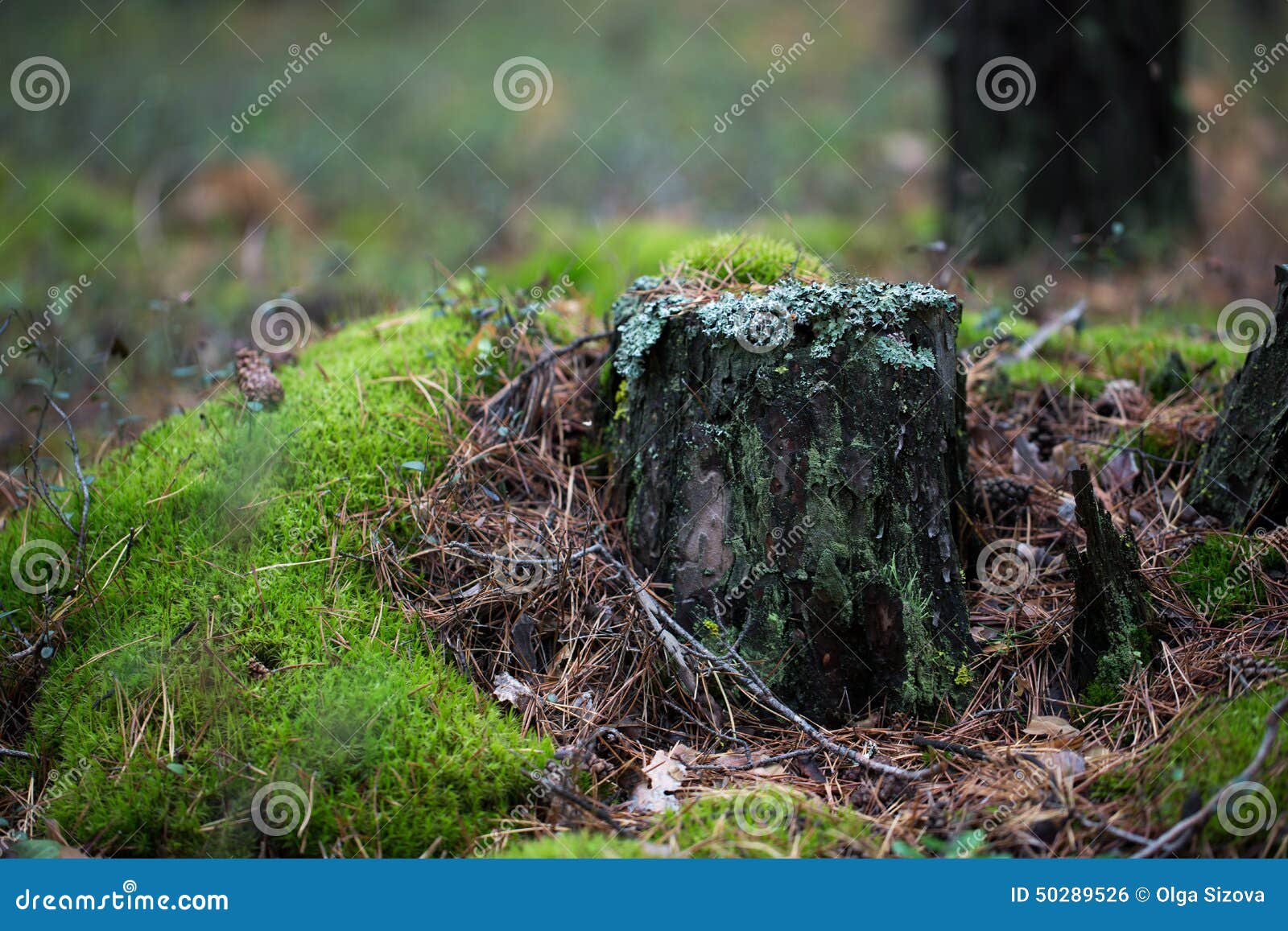Old rotten stump stock photo. Image of hole, plant, outdoor - 50289526