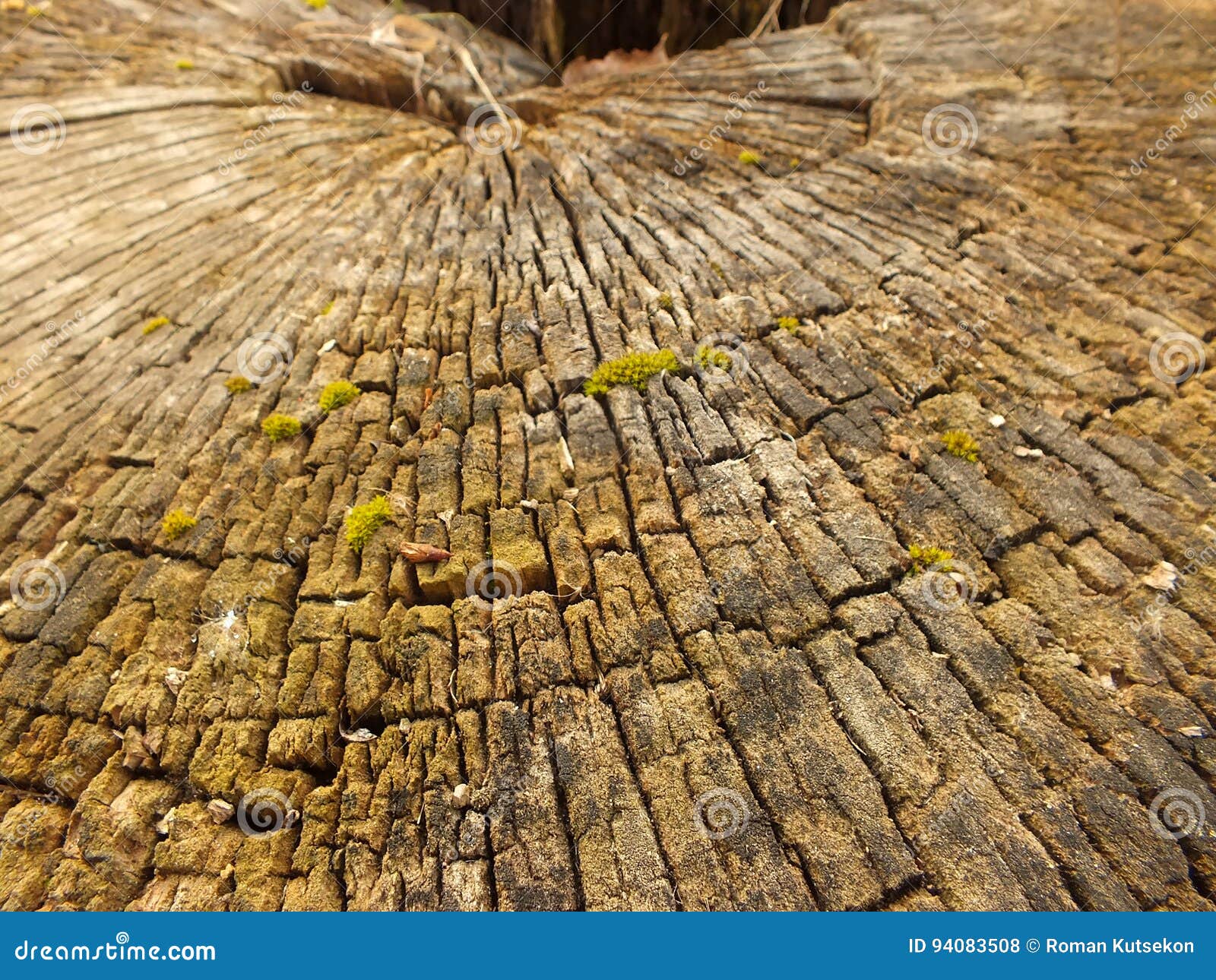 Old rotten stump stock photo. Image of rotten, felled - 94083508