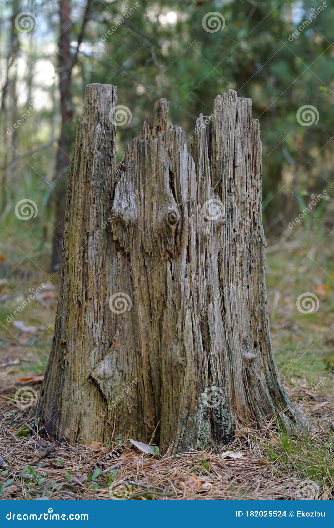 Old Rotten Stump in Spruce Forest Stock Photo - Image of bark, nature ...