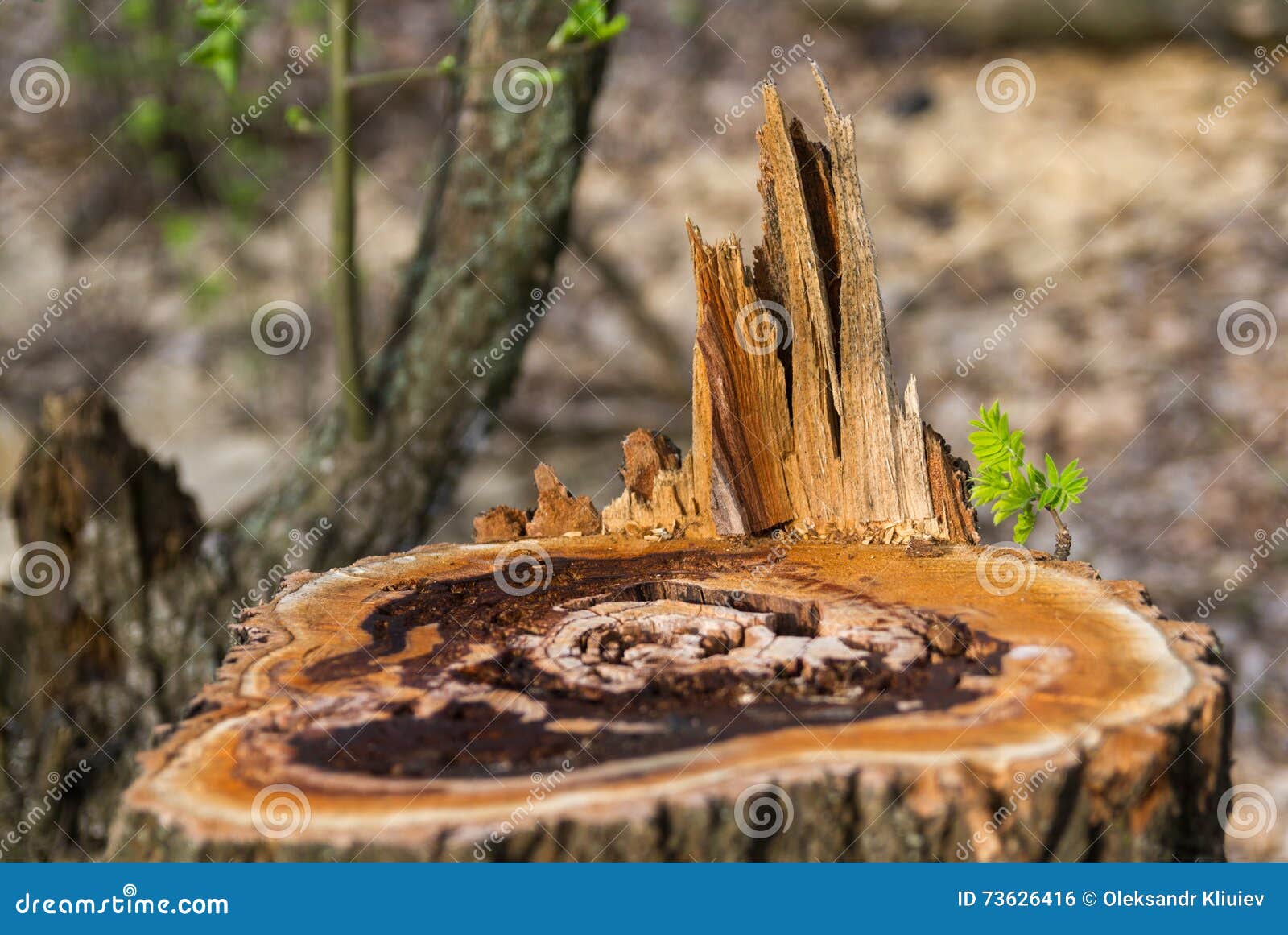 Old rotten stump stock photo. Image of sawed, natural - 73626416