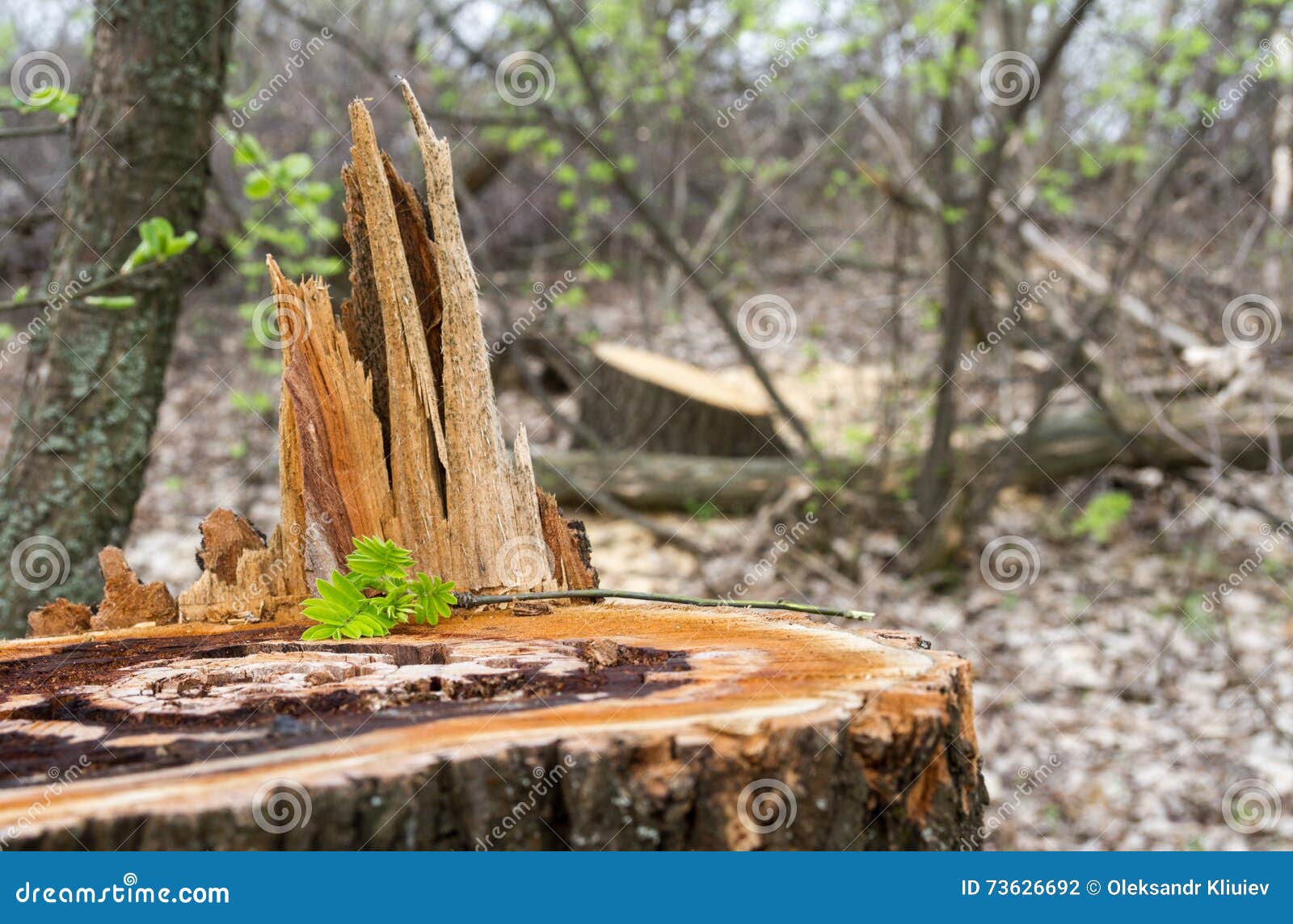Old rotten stump stock photo. Image of rings, ecology - 73626692