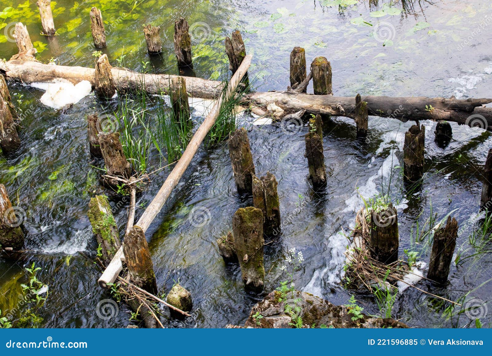 Old Rotten Stumps in Green Water of Swamp Stock Image - Image of stump ...