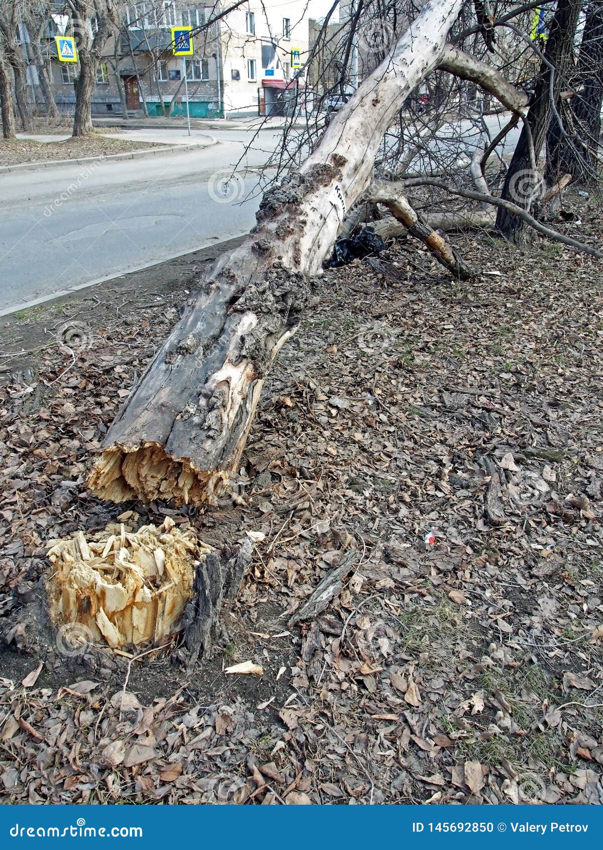 Fell Old Tree on the Street Stock Photo - Image of dust, environment ...