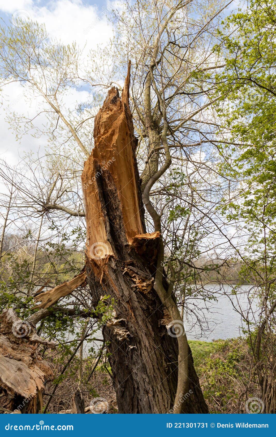 An Old and Rotten Tree after a Storm with Lightning Strike Stock Image ...