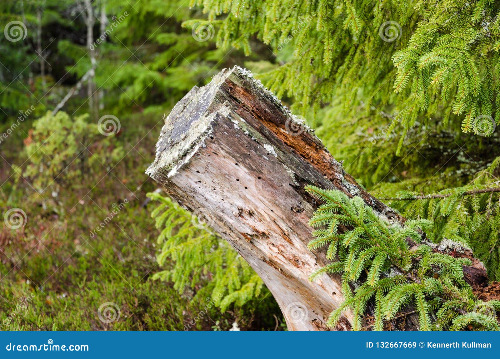 Old rotten tree stump stock image. Image of environment - 132667669