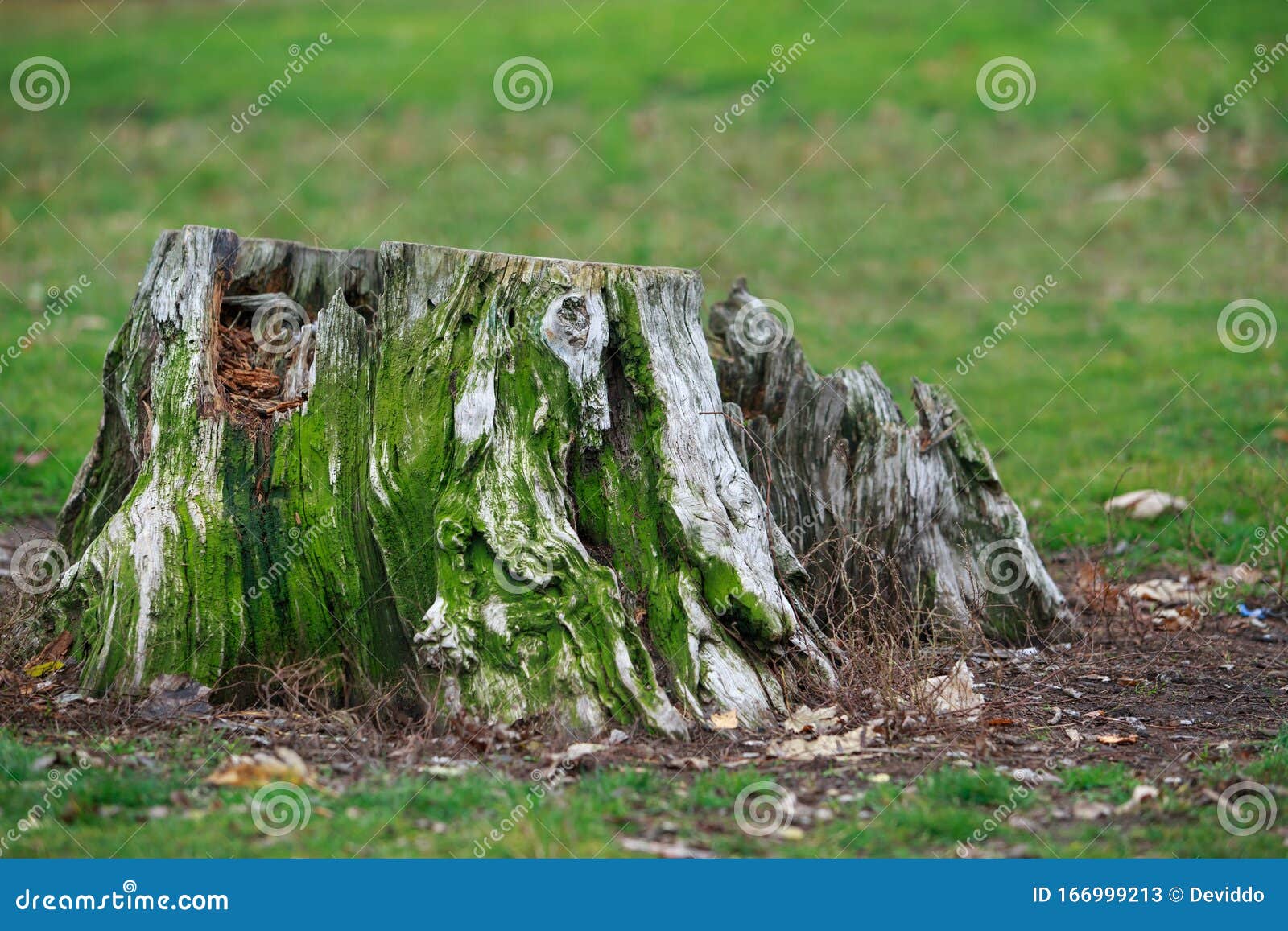 Old rotten tree stump stock image. Image of stump, root - 166999213