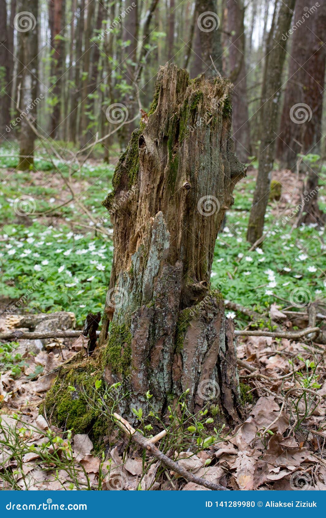 Old Rotten Tree Stump in the Forest Stock Photo - Image of vermin ...