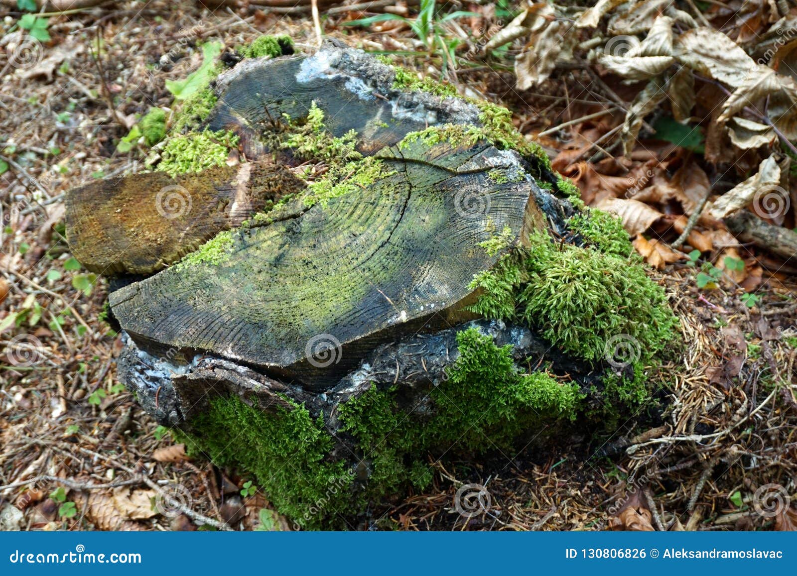 Old Rotten Tree Stump Overgrown with Moss, Top View Stock Photo - Image ...