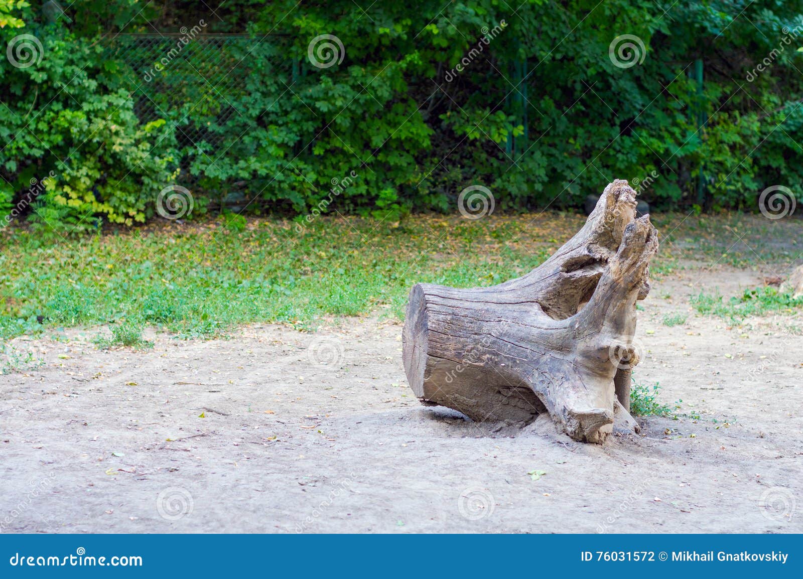 Old rotten tree stump stock photo. Image of morning, autumn - 76031572