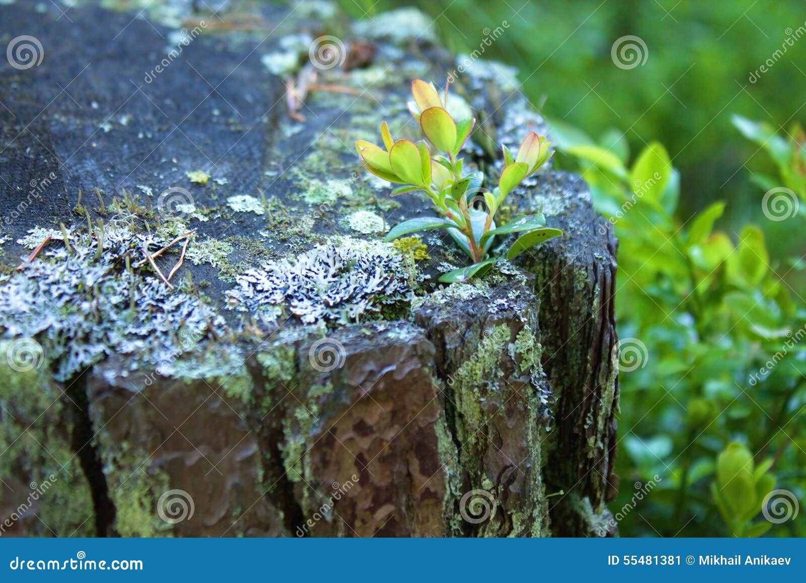 Old Rotten Tree Stump with Sprout Stock Image - Image of wood, grass ...