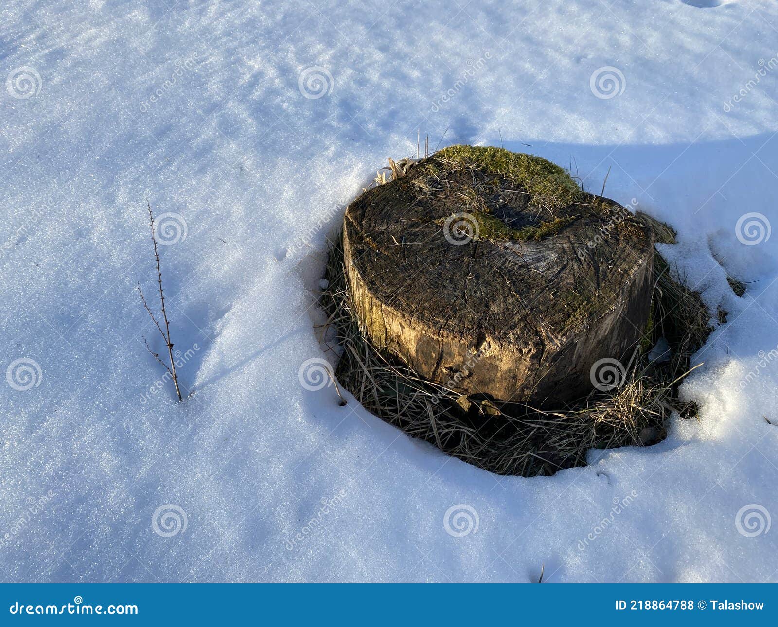 Old Rotten Tree Stump Sticking Out from Under the Snow Stock Photo ...