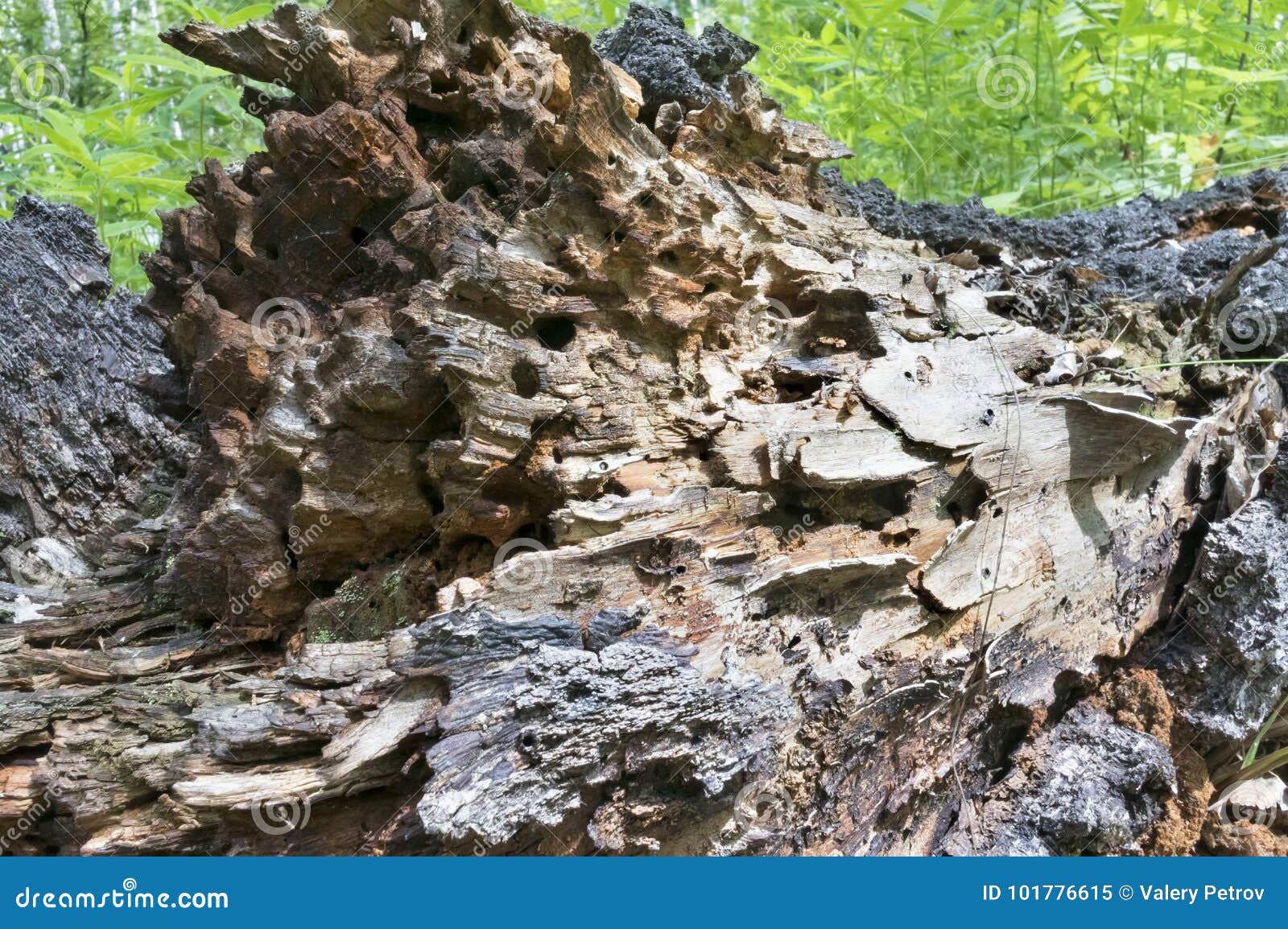 Old rotten tree stump stock image. Image of wood, insects - 101776615