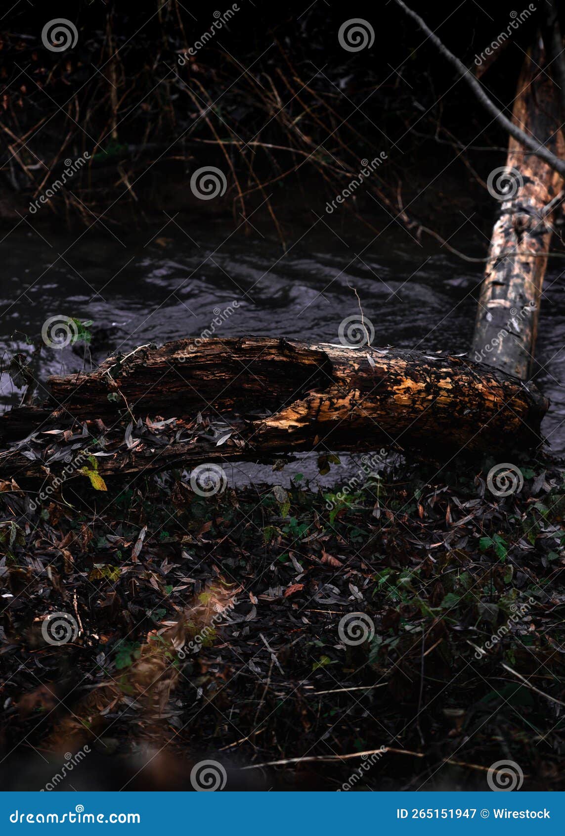 Old Rotten Tree Truck in the River Stock Image - Image of wood, vintage ...