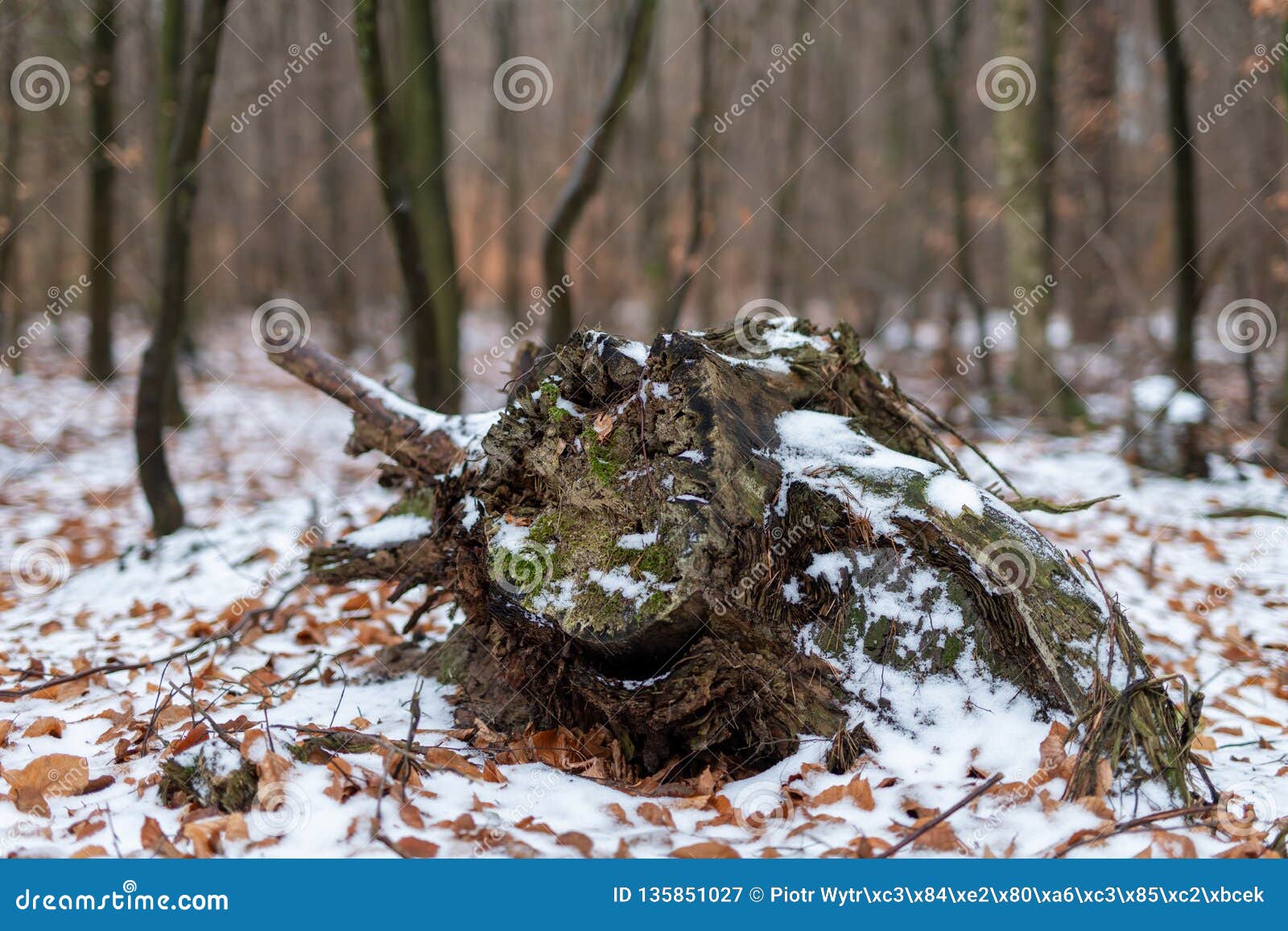Old Rotten Tree Trunk. Cut Tree Covered with Snow Stock Image - Image ...
