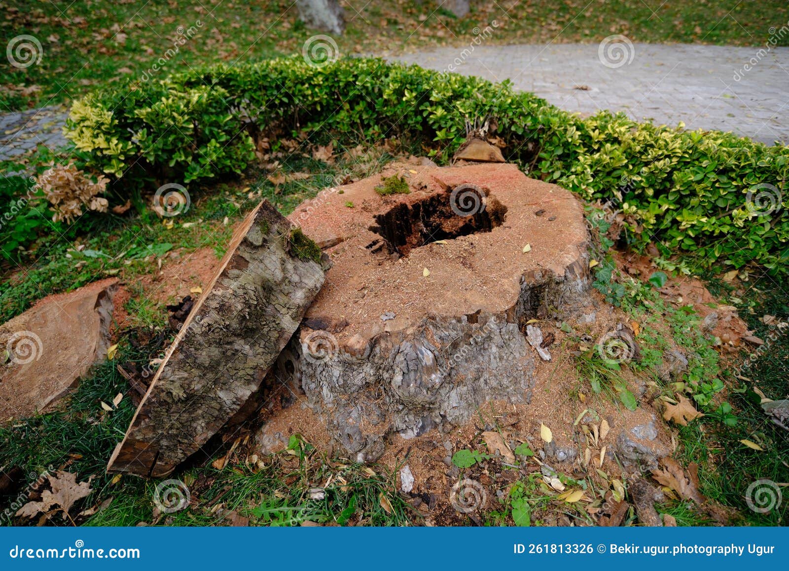 Old Rotten Tree Trunk in a Deciduous Forest in Early Spring Stock Photo ...