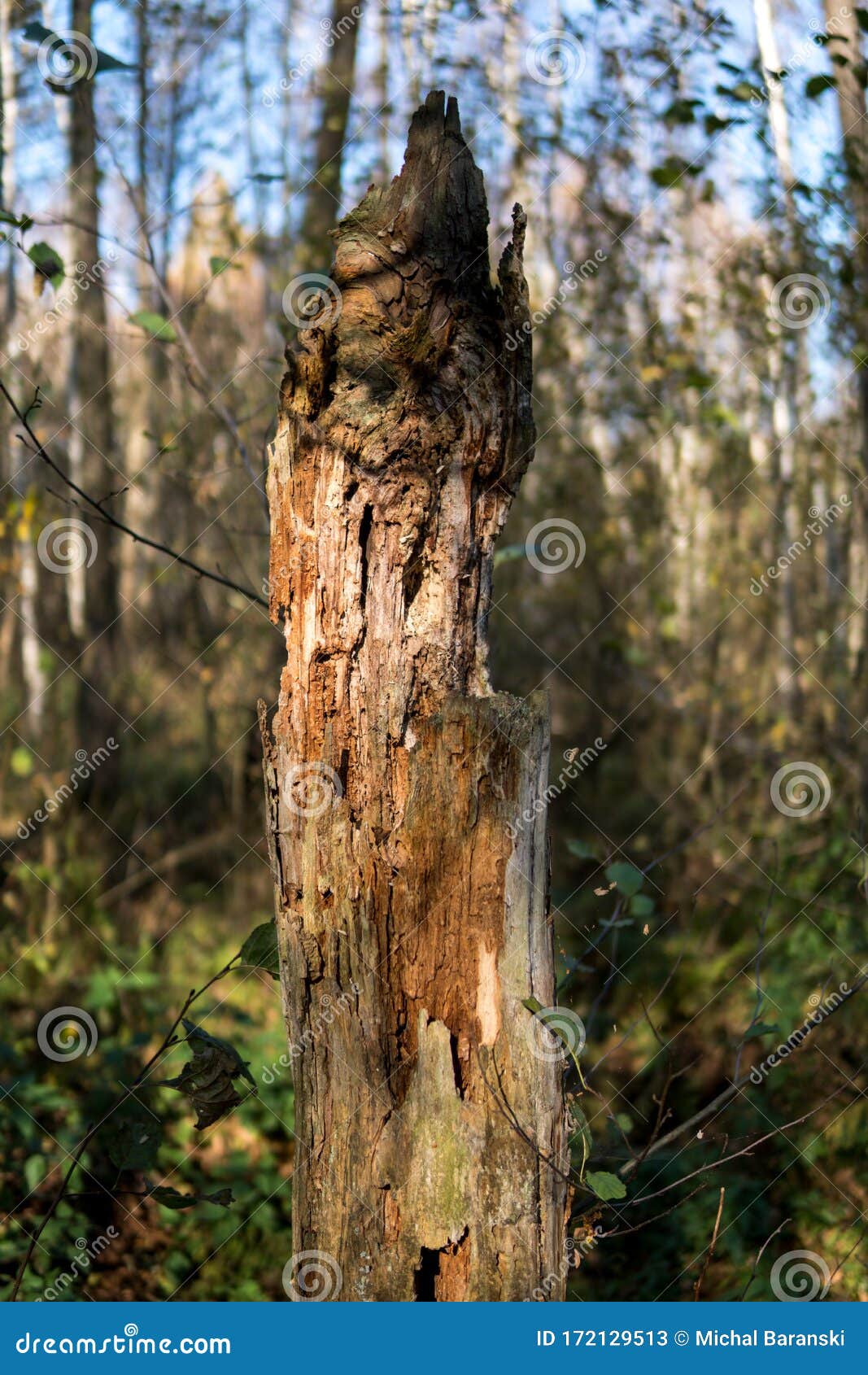 Old rotten tree trunk stock image. Image of woodland - 172129513