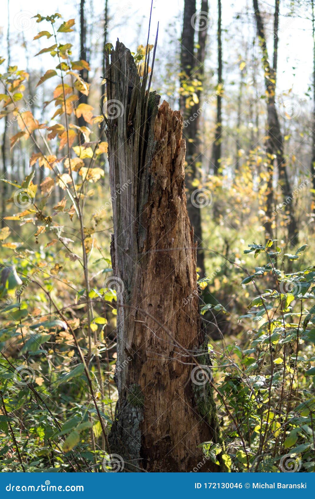 Old rotten tree trunk stock photo. Image of dead, weathered - 172130046