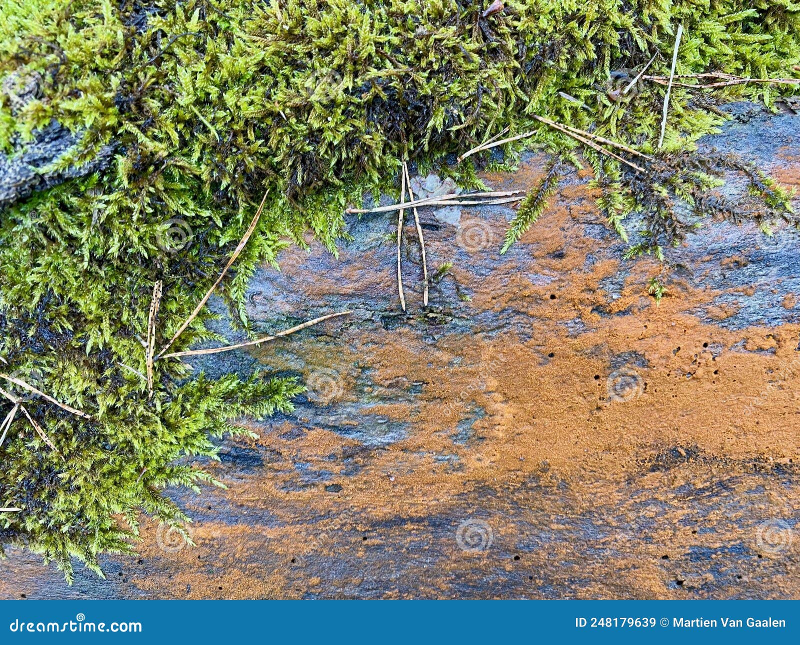 Old Rotten Tree Trunk with Moss Plants. Stock Image - Image of aged ...