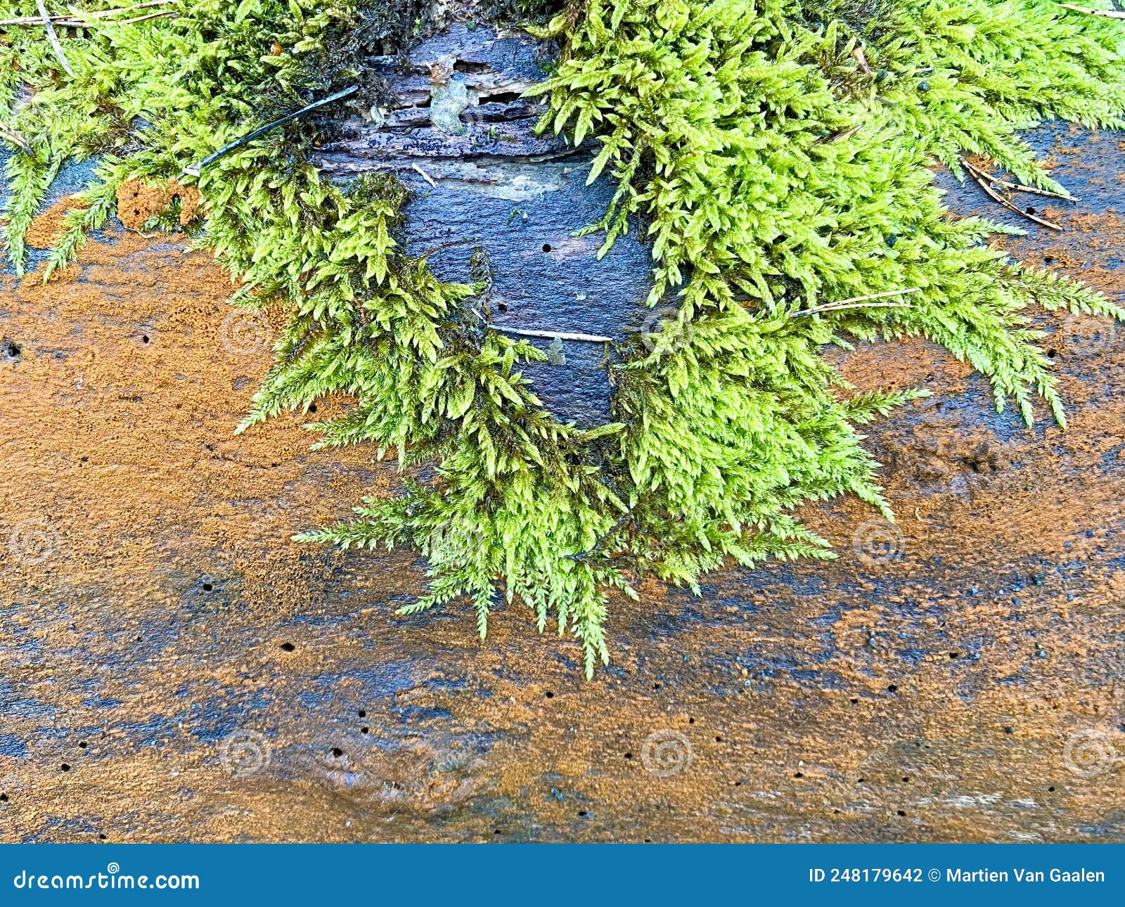 Old Rotten Tree Trunk with Moss Plants. Stock Photo - Image of close ...