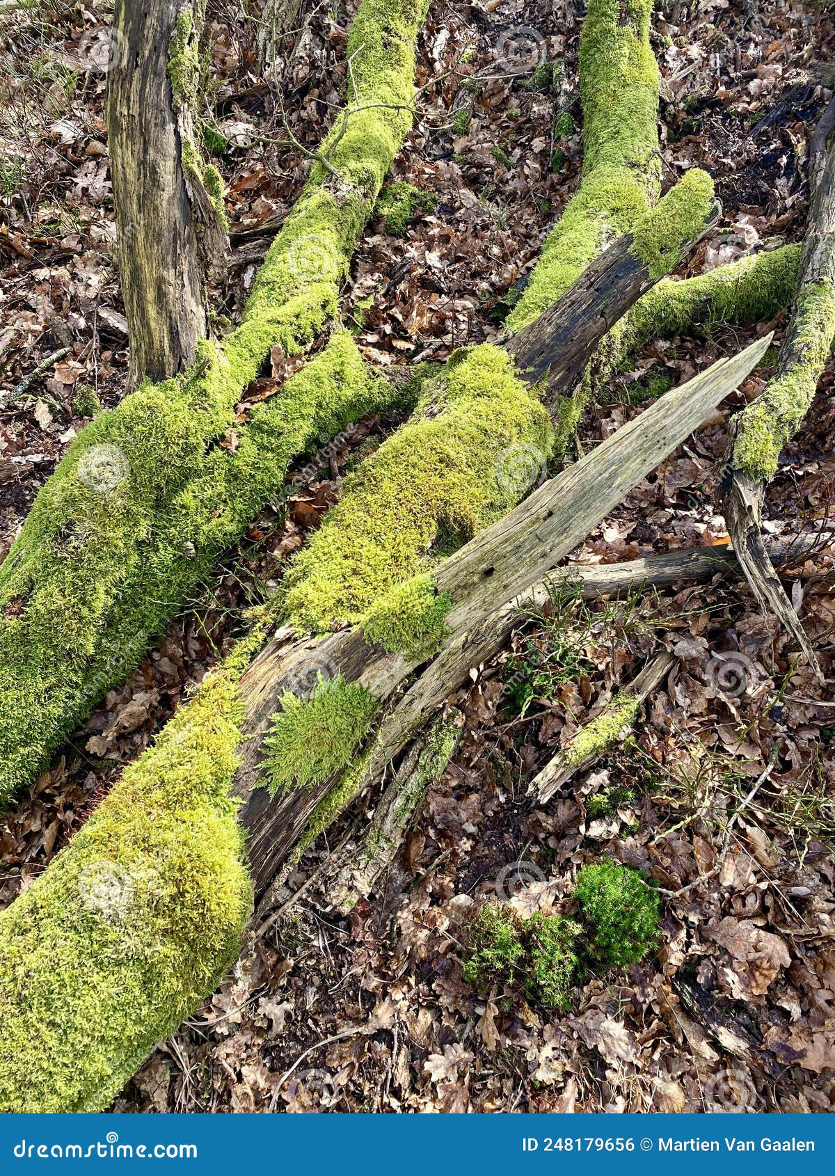 Old Rotten Tree Trunk with Moss Plants. Stock Photo - Image of plants ...