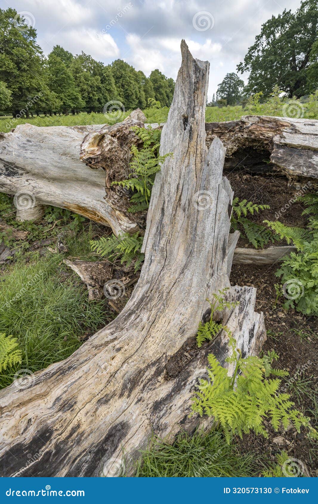 Rotten Tree Stump Stock Photography | CartoonDealer.com #12889424