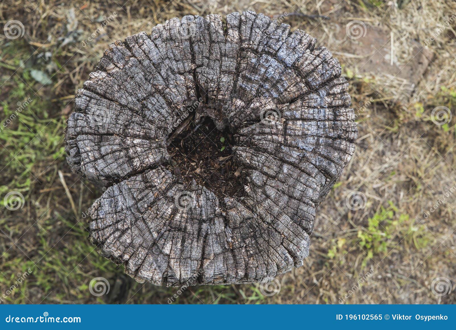 Old Rotten Tree Trunk with a Void Inside Stock Image - Image of pattern ...